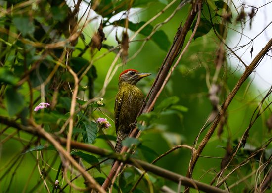 Streakthroated Woodpecker Picus Xanthopygaeus Species Woodpecker ...