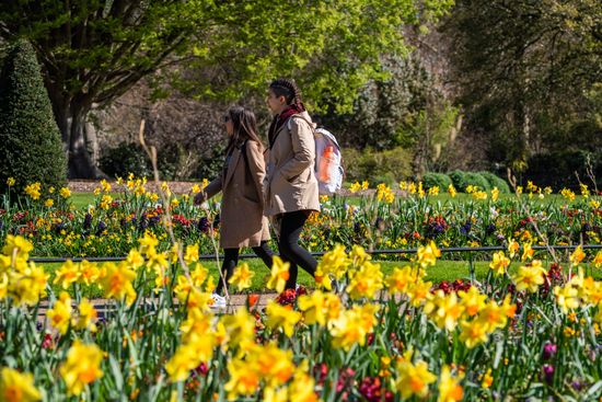 People Walking Sunshine Past Spring Daffodils Editorial Stock Photo ...