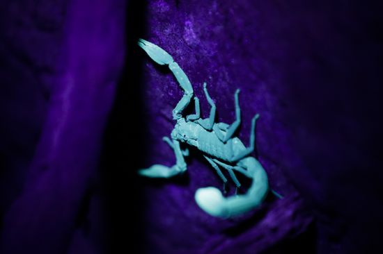 Scorpion Tityus Pachyurus Chuchanti Reserve Darien Editorial Stock ...