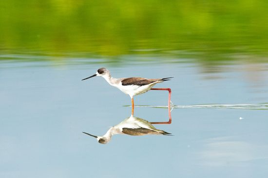 This Blackwinged Stilt Creates Fascinating Shapes Editorial Stock Photo ...