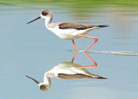 This Blackwinged Stilt Creates Fascinating Shapes Editorial Stock Photo ...