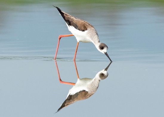 This Blackwinged Stilt Creates Fascinating Shapes Editorial Stock Photo ...