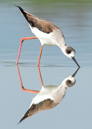 This Blackwinged Stilt Creates Fascinating Shapes Editorial Stock Photo ...
