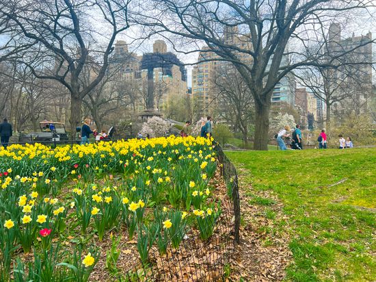 Flowers Seen Blooming Central Park During Editorial Stock Photo - Stock ...