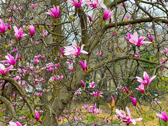 Flowers Seen Blooming Central Park During Editorial Stock Photo - Stock ...