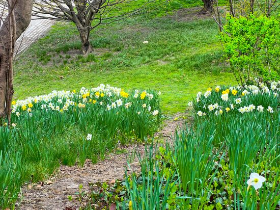 Flowers Seen Blooming Central Park During Editorial Stock Photo - Stock ...
