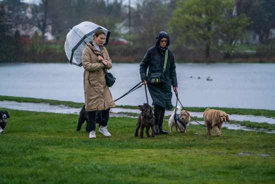 Women Walking Their Dogs On Lashing Editorial Stock Photo - Stock Image ...