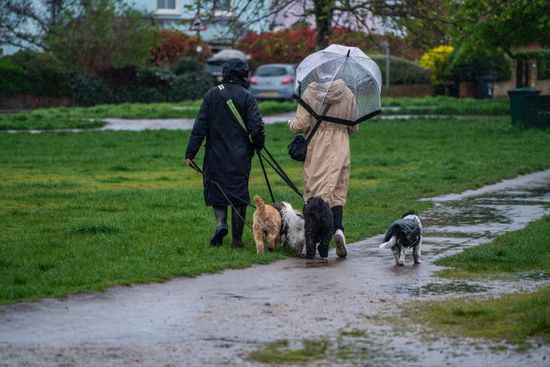 Women Walking Their Dogs On Lashing Editorial Stock Photo - Stock Image ...