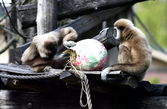 Brown Capuchin Monkeys Check Mock Easter Editorial Stock Photo - Stock ...