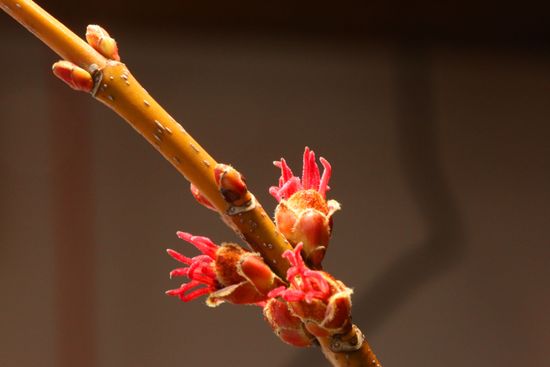 Budding Branches On Maple Tree During Editorial Stock Photo - Stock ...