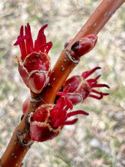 Budding Branches On Maple Tree During Editorial Stock Photo - Stock ...