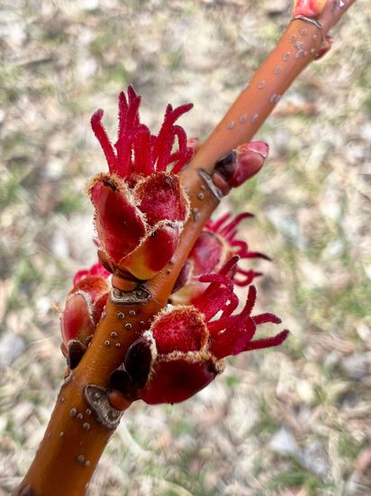 Budding Branches On Maple Tree During Editorial Stock Photo - Stock ...