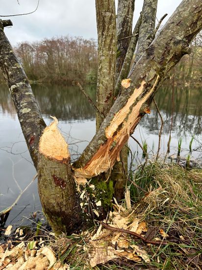 Evidence That Beavers Area Damage Treesa Editorial Stock Photo - Stock ...