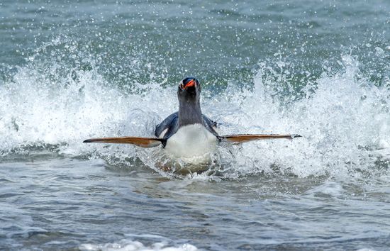 Penguins Appear Surf Be Surfing They Editorial Stock Photo - Stock ...