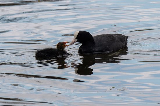Cute Baby Coots On Grand Union Editorial Stock Photo - Stock Image ...