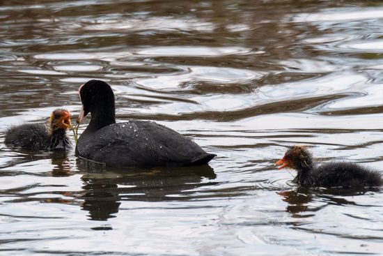 Cute Baby Coots On Grand Union Editorial Stock Photo - Stock Image ...