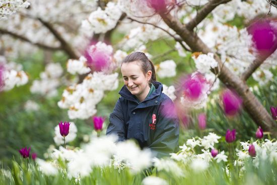 Horticulturist Rose Philpot Tends Daffodils Tulips Editorial Stock ...