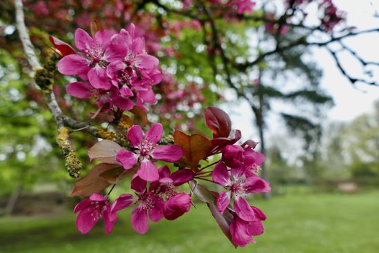 Cherry Blossoms Cheer Drab Day Countryside Editorial Stock Photo ...