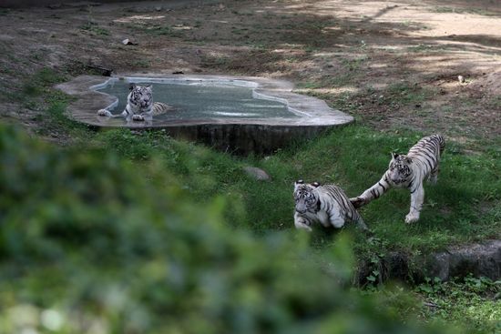 White Tiger Cubs Their Mother After Editorial Stock Photo - Stock Image | Shutterstock