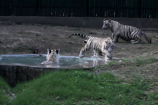 White Tiger Cubs Their Mother After Editorial Stock Photo - Stock Image | Shutterstock