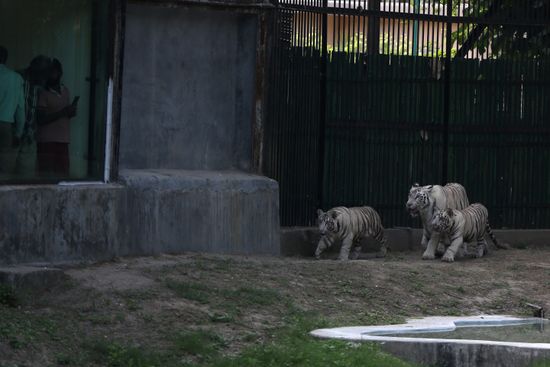 White Tiger Cubs Their Mother After Editorial Stock Photo - Stock Image | Shutterstock