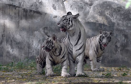 White Tiger Cubs Their Mother After Editorial Stock Photo - Stock Image | Shutterstock