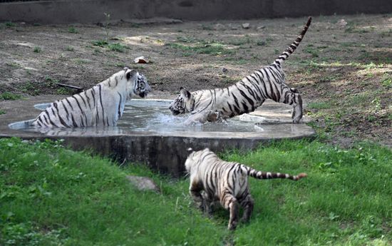 White Tiger Cubs Their Mother After Editorial Stock Photo - Stock Image | Shutterstock