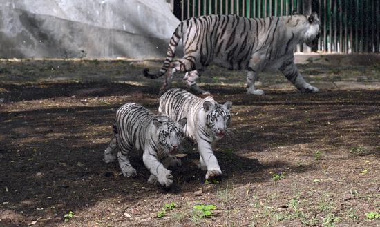 White Tiger Cubs Their Mother After Editorial Stock Photo - Stock Image | Shutterstock
