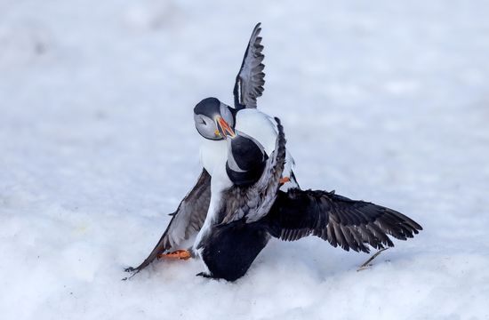 Puffing Out Chests These Puffins Appear Editorial Stock Photo - Stock ...