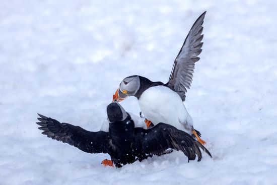 Puffing Out Chests These Puffins Appear Editorial Stock Photo - Stock ...