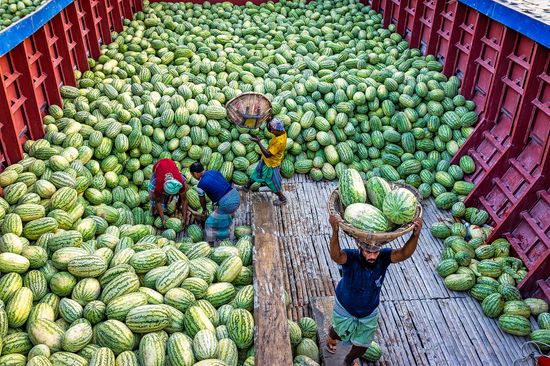 Workers Surrounded By Watermelons They Collect Editorial Stock Photo ...