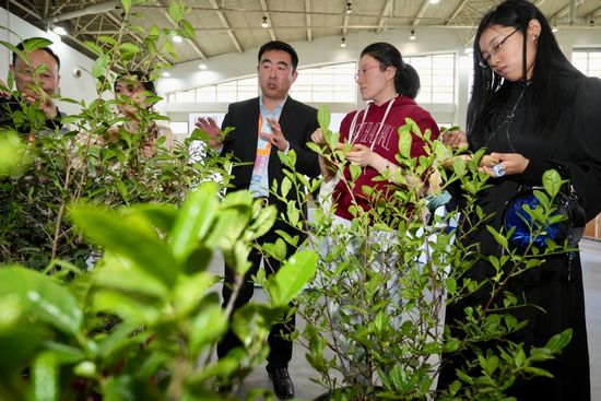 Staff Member Introduces Different Kind Tea Editorial Stock Photo ...