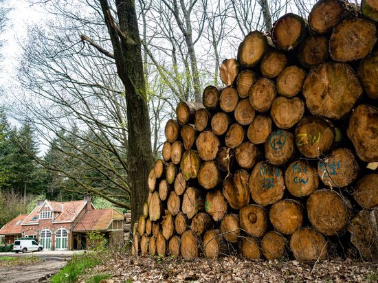 View Big Group Tree Stumps Placed Editorial Stock Photo - Stock Image ...