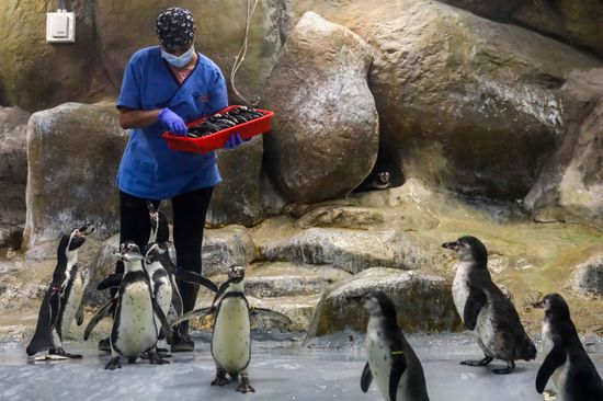 Zoo Staff Feeds Humboldt Penguins Their Editorial Stock Photo - Stock ...