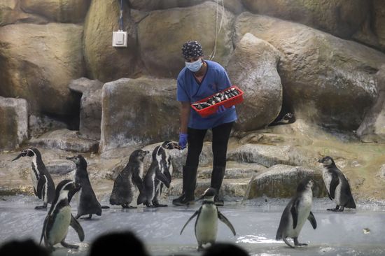Zoo Staff Feeds Humboldt Penguins Their Editorial Stock Photo - Stock ...