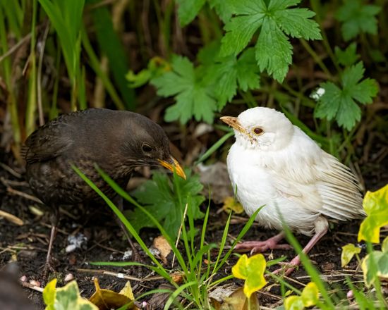 Rare Albino Blackbird Chick Spotted Within Editorial Stock Photo ...