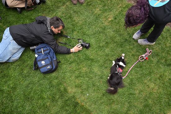 Dogs Their Handlers Speaking Press Rockefeller Editorial Stock Photo ...
