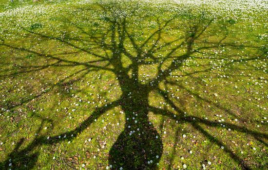 Shade Tree Meadow Daisies Bellis Perennis Editorial Stock Photo - Stock ...
