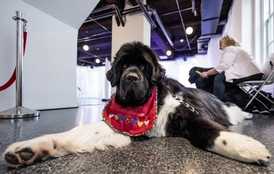 Newfoundland Named Baloo Before Press Conference Editorial Stock Photo ...
