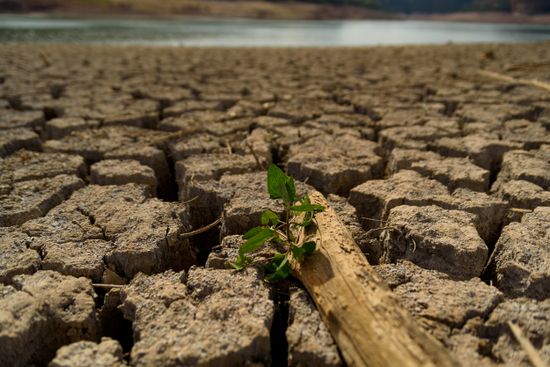 Plant Growing Among Dry Solid Clumps Editorial Stock Photo - Stock ...