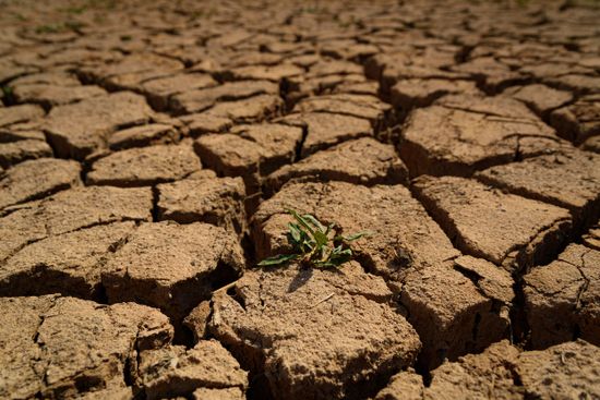 Plant Growing Among Dry Solid Clumps Editorial Stock Photo - Stock ...