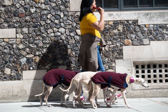 Four Whippets Get Taken Walk Beautiful Editorial Stock Photo - Stock ...