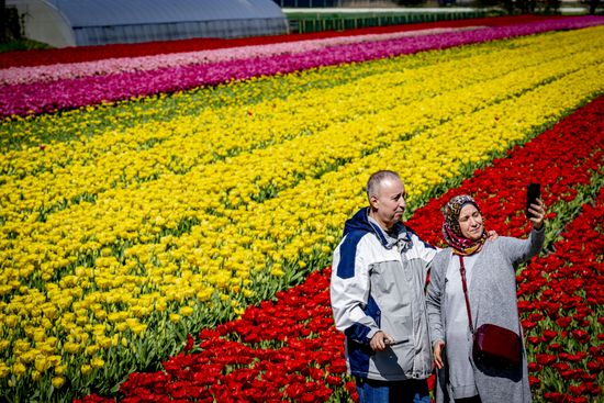 Lisse Flower Bulb Fields Bloom During Editorial Stock Photo - Stock ...
