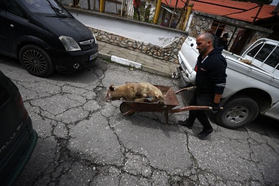 Man Carries Lamb Construction Cart During Editorial Stock Photo - Stock ...