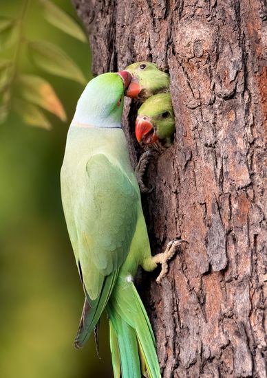 Parrot Chicks Poke Their Heads Out Editorial Stock Photo - Stock Image ...