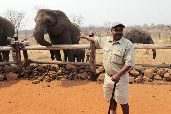 Staff Member Introduces African Elephants Wild Editorial Stock Photo ...