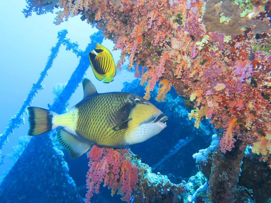 Green Titan Triggerfish Balistoides Viridescens Numidia Editorial Stock ...