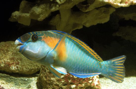 Parrot Fish Scarus Sordidus Editorial Stock Photo - Stock Image ...
