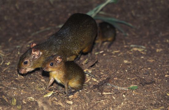 Green Acouchi Green Acouchy Myoprocta Pratti Editorial Stock Photo ...