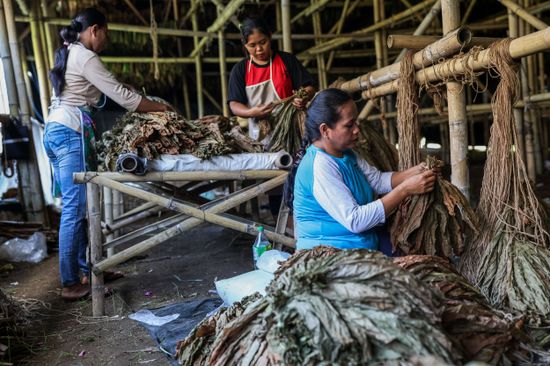 Workers String Tobacco Leaves Before Hanging Editorial Stock Photo ...
